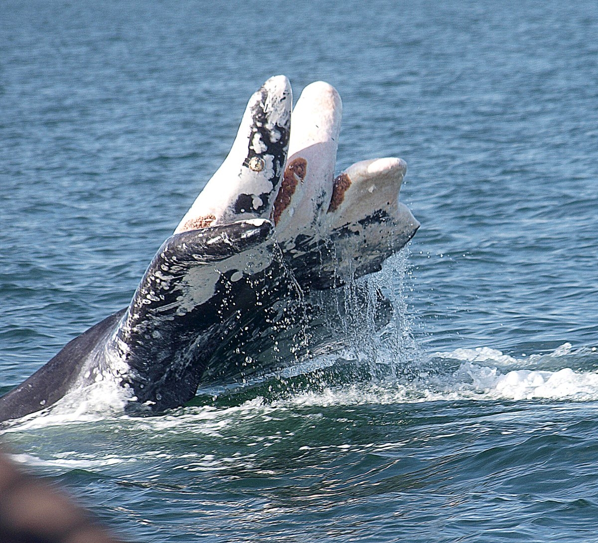 The largest scar you'll ever see ( humpback) : r/natureismetal
