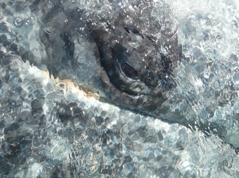 WHALE MAGIC Tours | Educational, intimate, naturalist guided whale ...