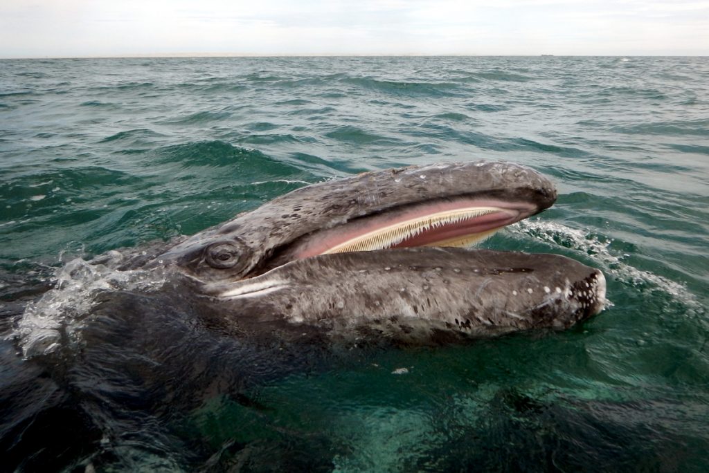 WHALE MAGIC Tours | Educational, intimate, naturalist guided whale ...