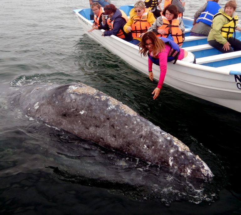 PACKAGE TOUR INFO & RESERVATIONS 2026 | WHALE MAGIC Tours